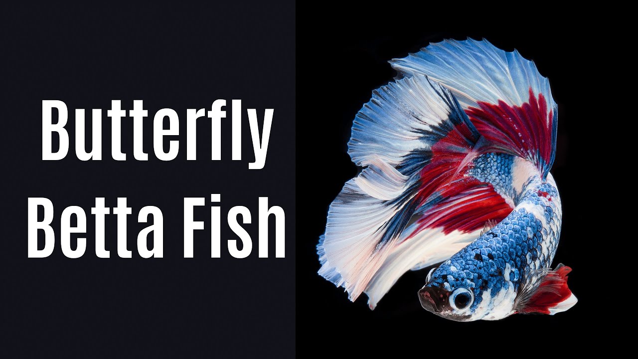 Butterfly Betta