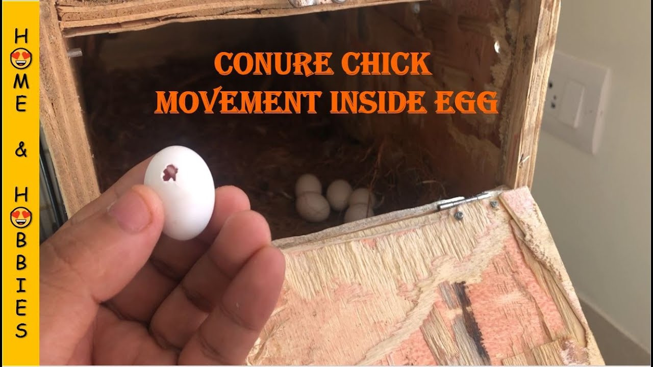 Baby conure movement inside egg || Baby conure just hatched out of egg ...