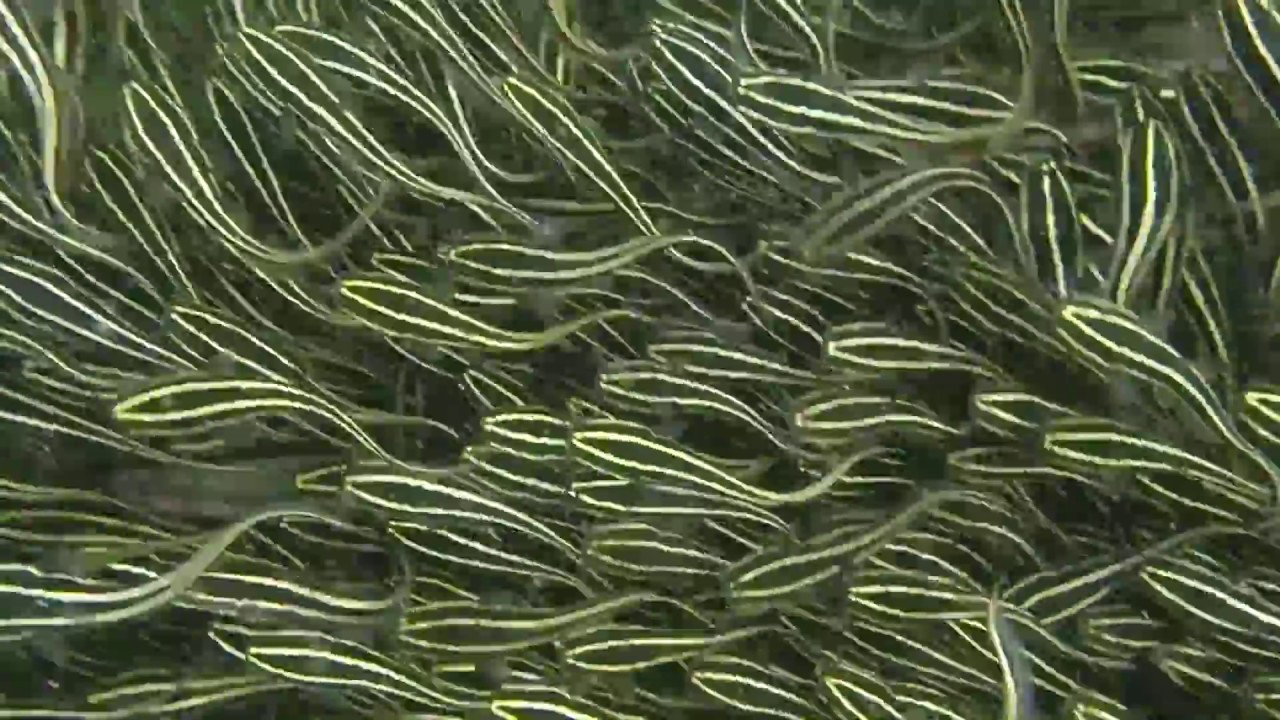 Dance of the Catfish Murmuration! - YouTube
