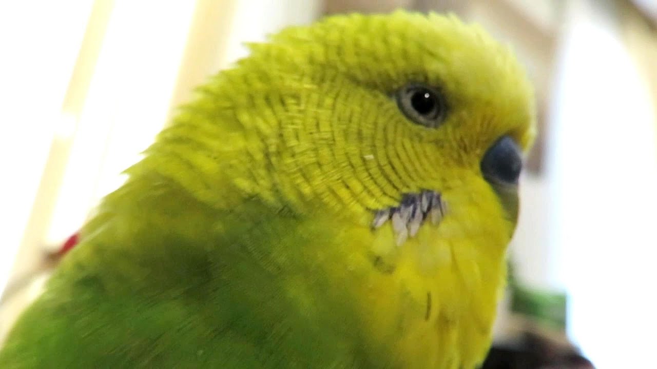 BIRD EXPLOITATION | PEDRO the Budgie - YouTube
