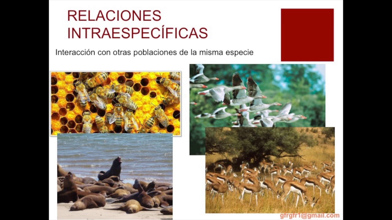 Relaciones inter e intraespecíficas - YouTube