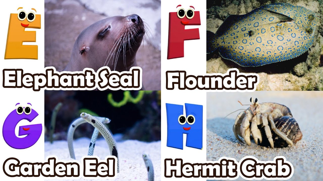 ABC Sea Animals song | Learn Alphabets | English and Animals for Kids ...
