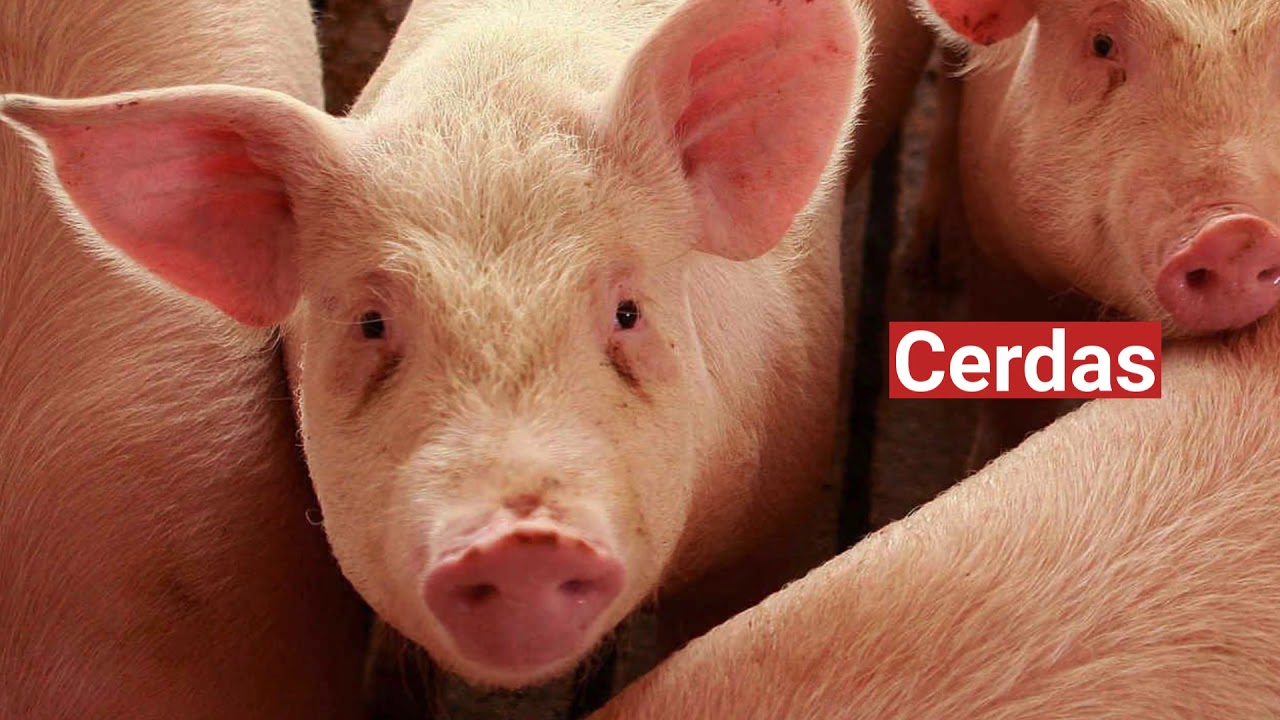 Conoce la Erisipela Porcina y cómo afecta a tus cerdos | CKM - YouTube