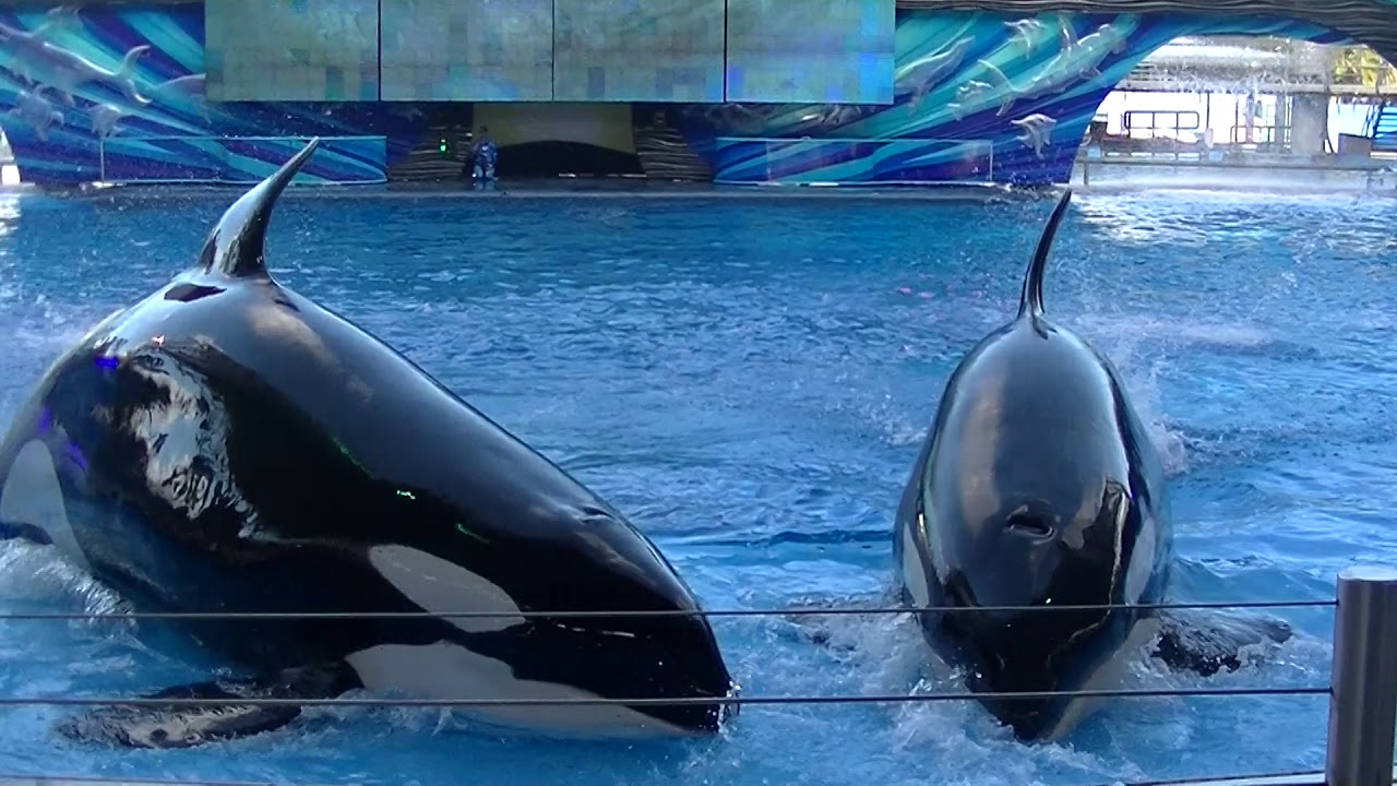One Ocean (Full Show/Center) January 21, 2018 - SeaWorld Orlando - YouTube