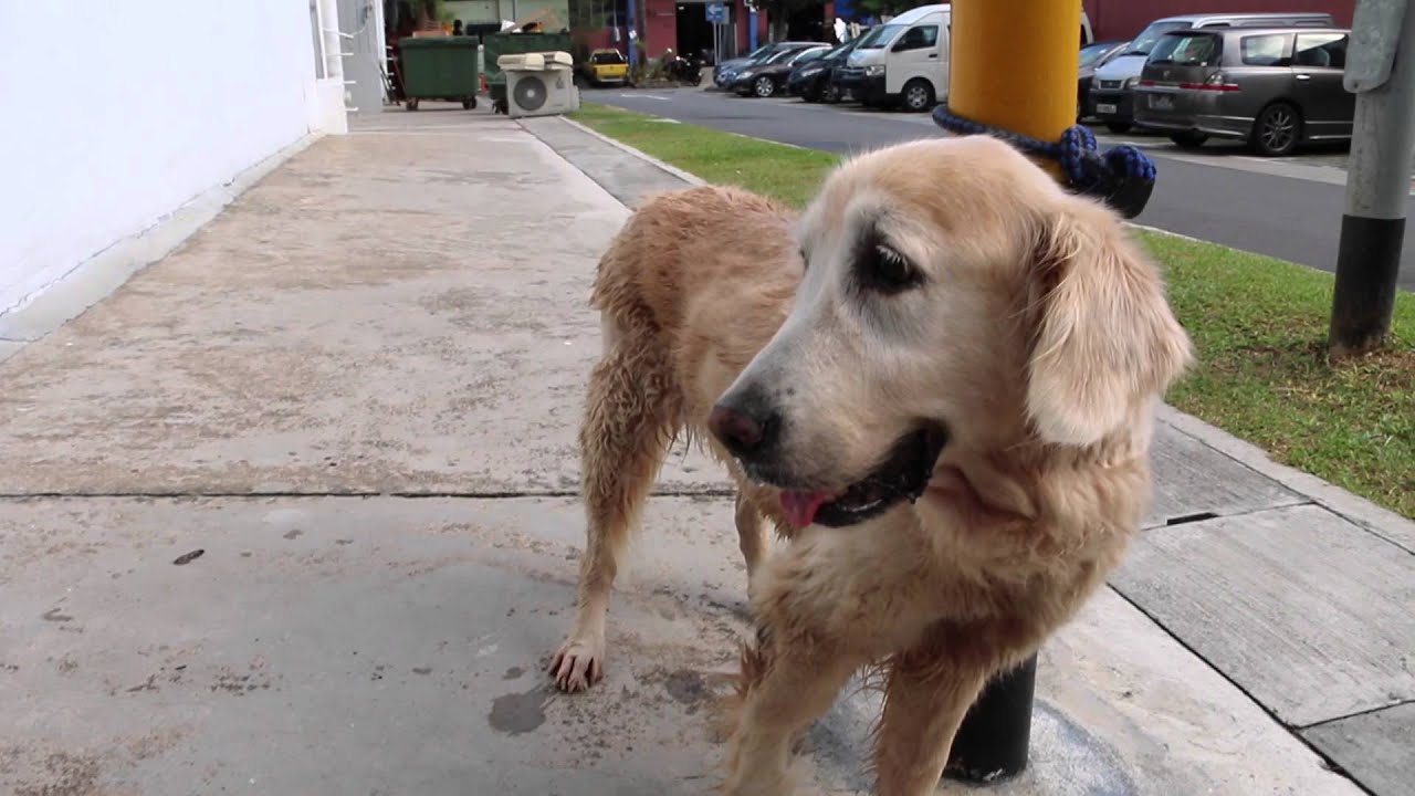 A 13-year-old Golden Retriever has Open Pyometra - YouTube