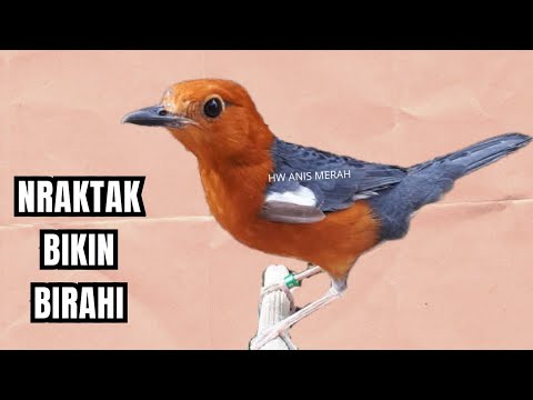 ANIS MERAH NGEPLONG NRAKTAK BIKIN BIRAHI GACOR