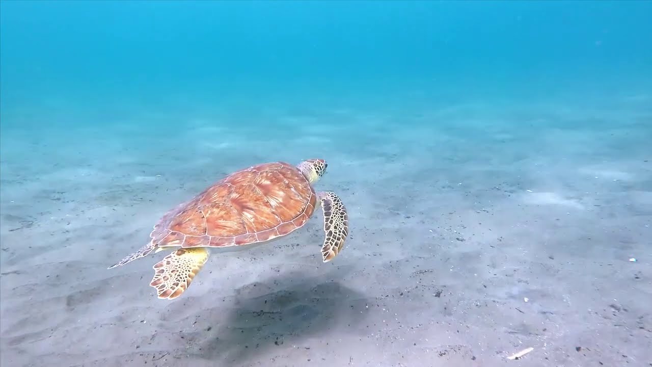 Stuart Rynn - Waltz - YouTube