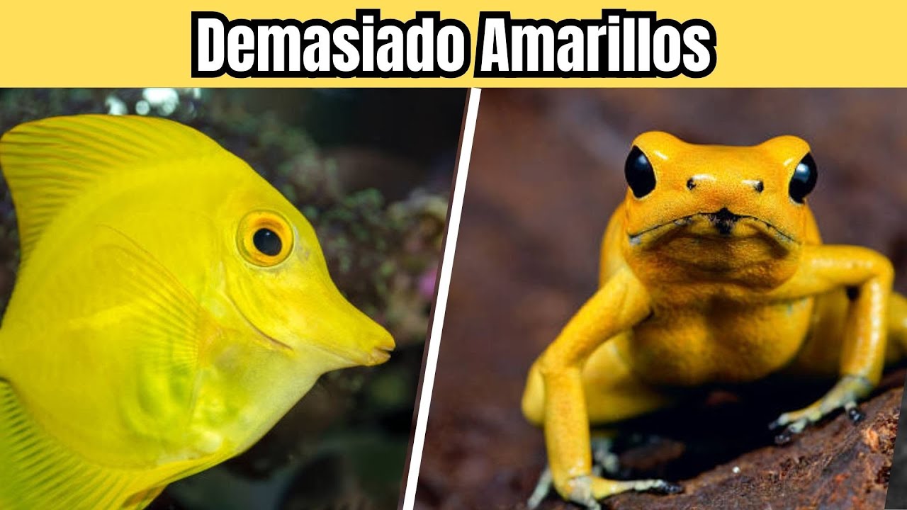 ANIMALES DE COLOR AMARILLO BRILLANTE - YouTube