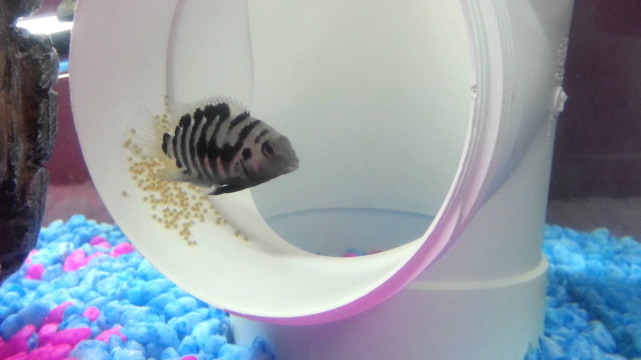Convict Cichlid Eggs - YouTube