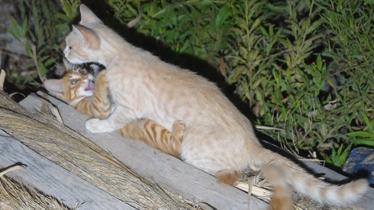 Mom and Dad Cats Protect the Kittens from Intruders Day and Night - YouTube