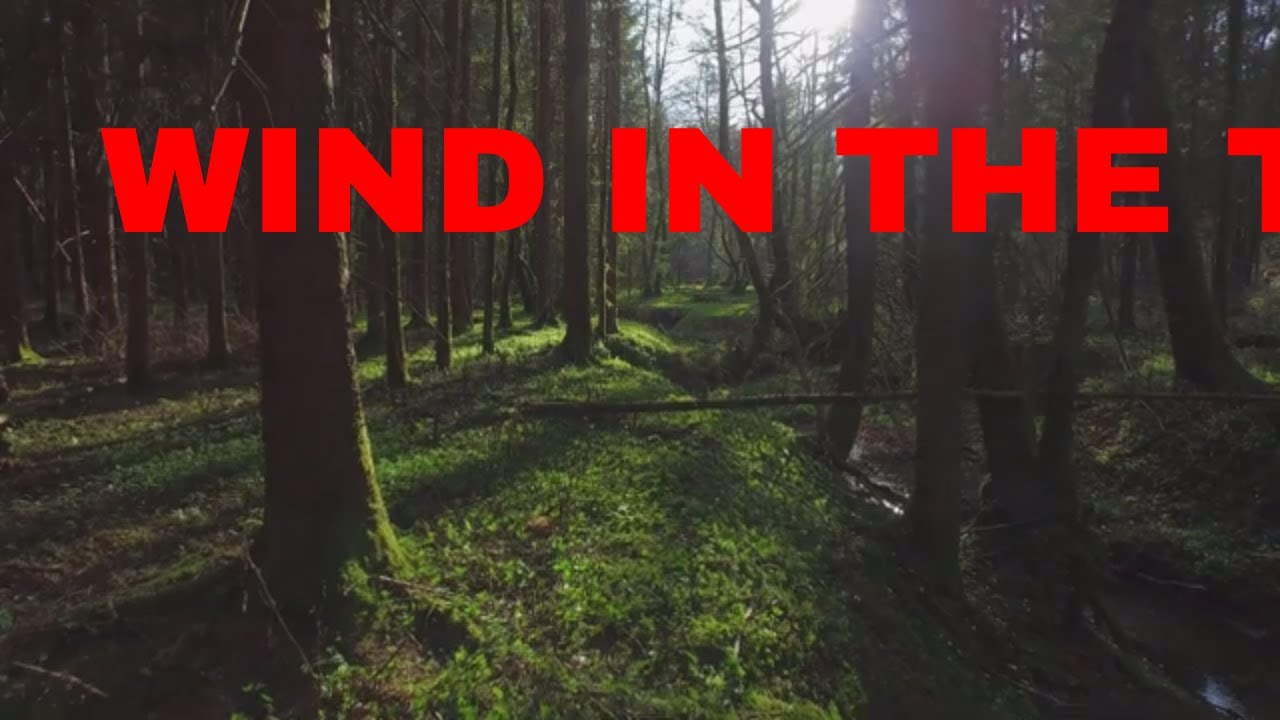 WIND IN THE TREES - RELAXATION { NATURAL MUSIC & NATURE}#TREES#WIND# ...