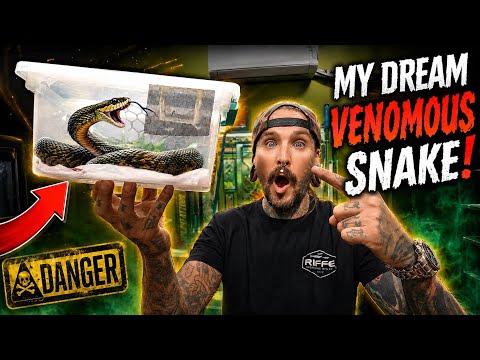 I FINALLY Got My DREAM Venomous Snake!