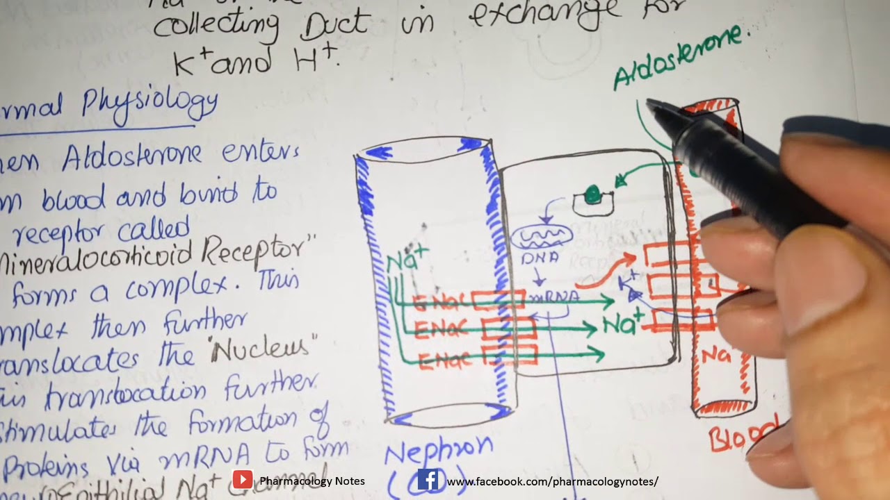Potassium Sparing Diuretics Mechanism of Action (Aldosterone ...