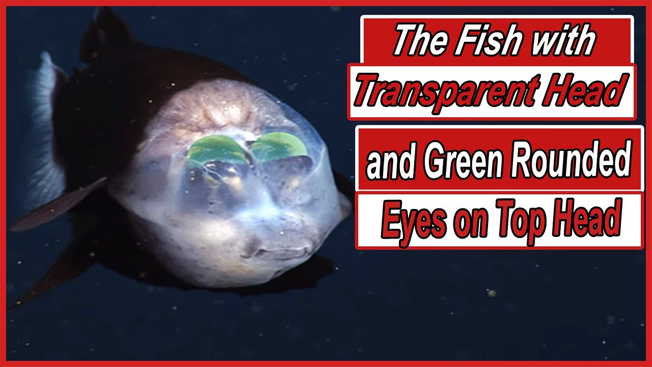 Transparent Head Fish