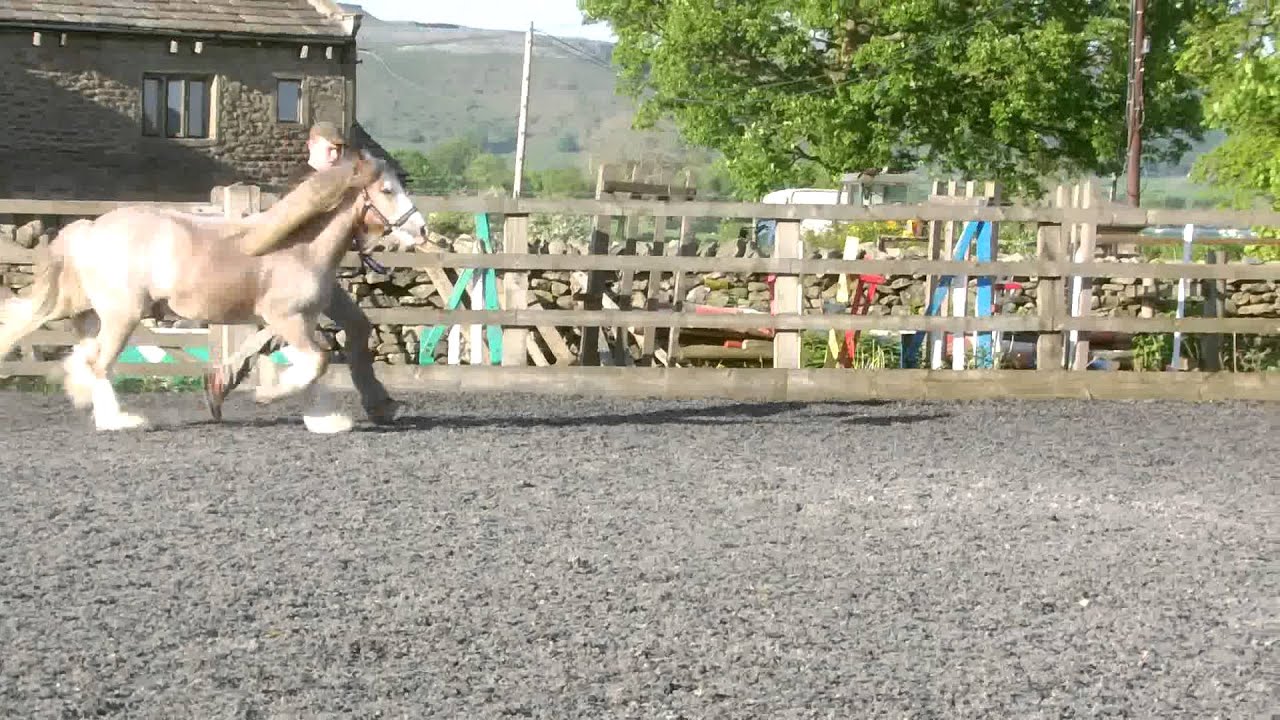 Invictus yearling cob colt trotting inhand - YouTube