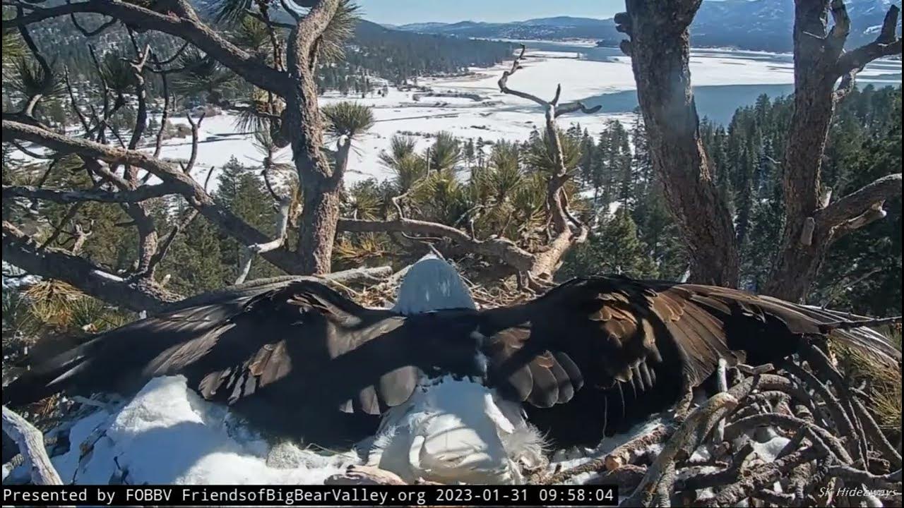 Big Bear Bald Eagles: 🦅 Relentless ravens, fish tails 🐟 & sweet swaps 🔄 ...