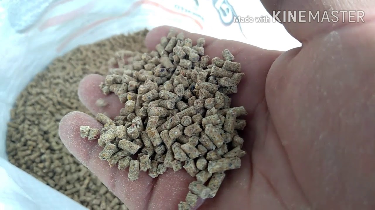 ¿QUE ALIMENTO UTILIZAMOS PARA NUESTRAS AVES? 🐓🌾 - YouTube