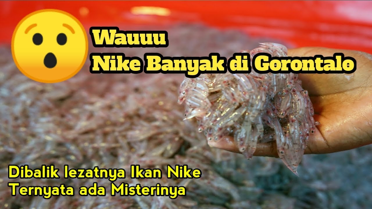 WAUUU!!! TERNYATA DIBALIK ENAKNYA IKAN NIKE ADA CERITA MISTISNYA JUGA ...
