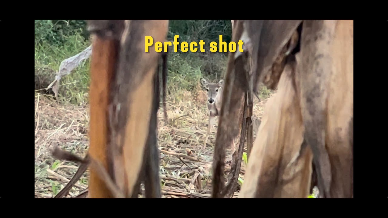 Youth Controlled/Draw Hunt Oklahoma Public Land Muzzleloader - YouTube