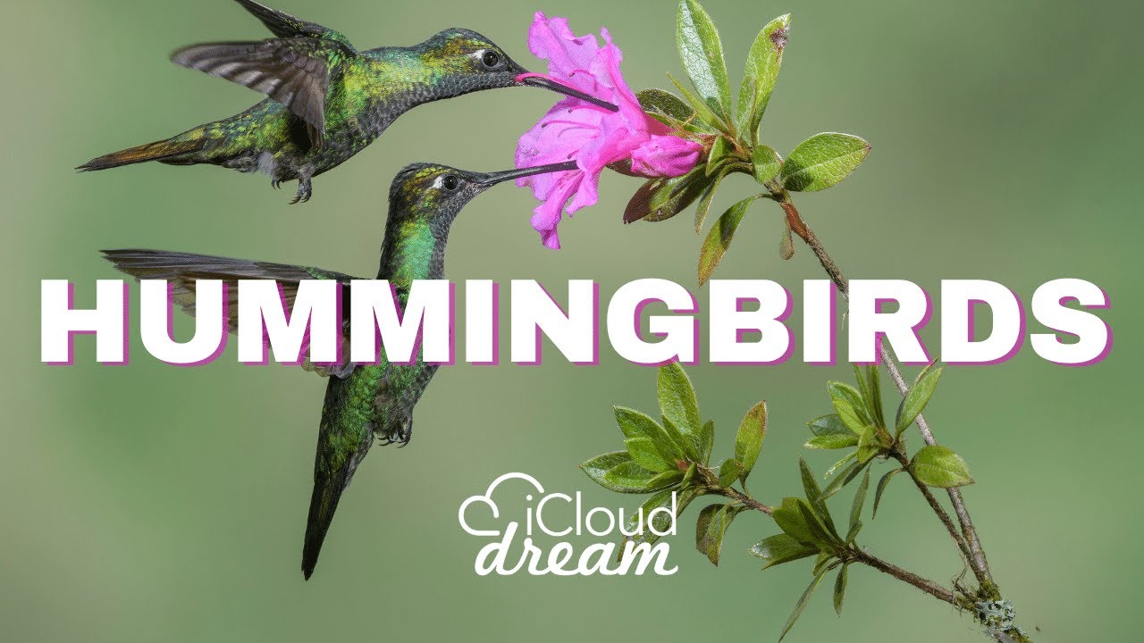 Hummingbird Haven: Serenity & Delight with Enchanting Hummingbirds ...