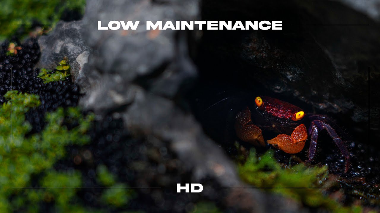 Vampire Crab Tank - LOW MAINTENANCE by Buiscape (CINEMATIC) - YouTube