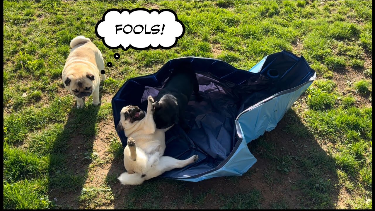 Pug Fun Days - YouTube