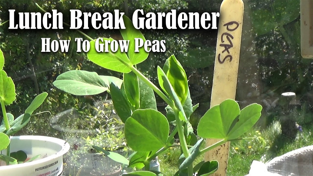 How To Grow Peas Terrain | Lunch Break VLOG #18 - YouTube