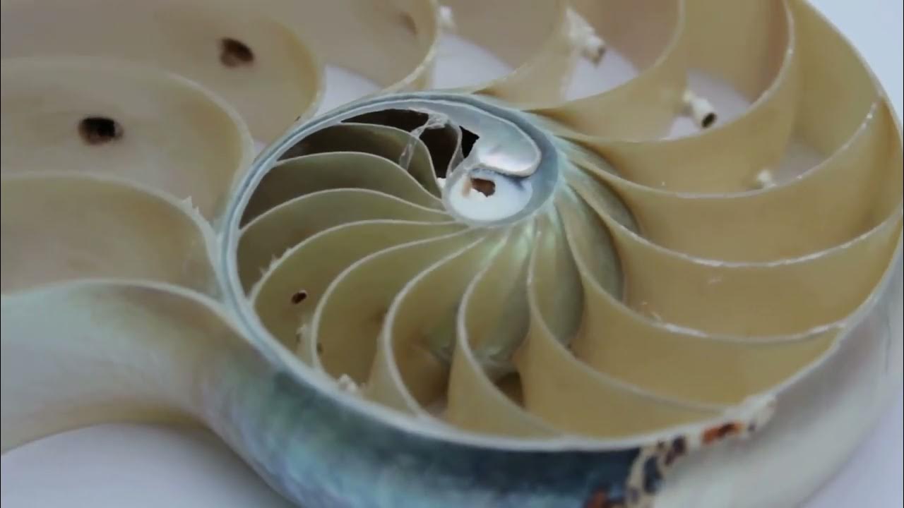 Fibonacci Sequence Secret Code Behind Nature Crack The Numbers STEM Projects - YouTube