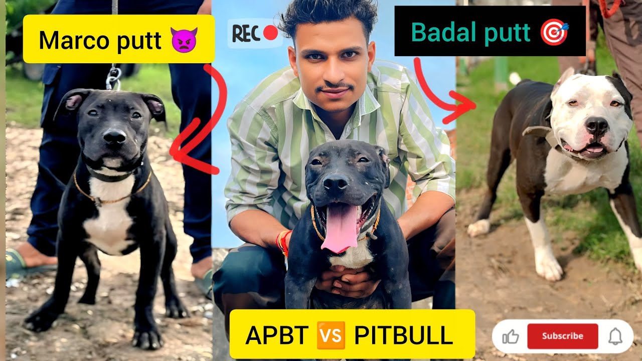 🐕APBT 🆚 PITBULL DOG 💥 APBT FIGHTER IMP 🇬🇧 blood 🩸 line 👿 ...