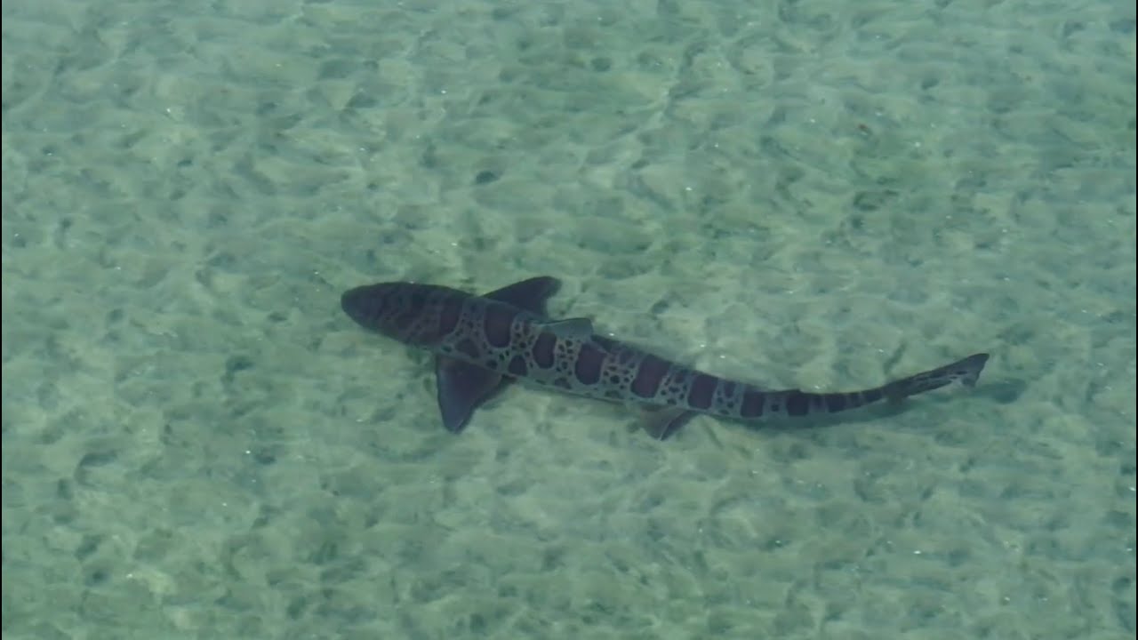 Drone video of leopard sharks in shallow water in California - YouTube