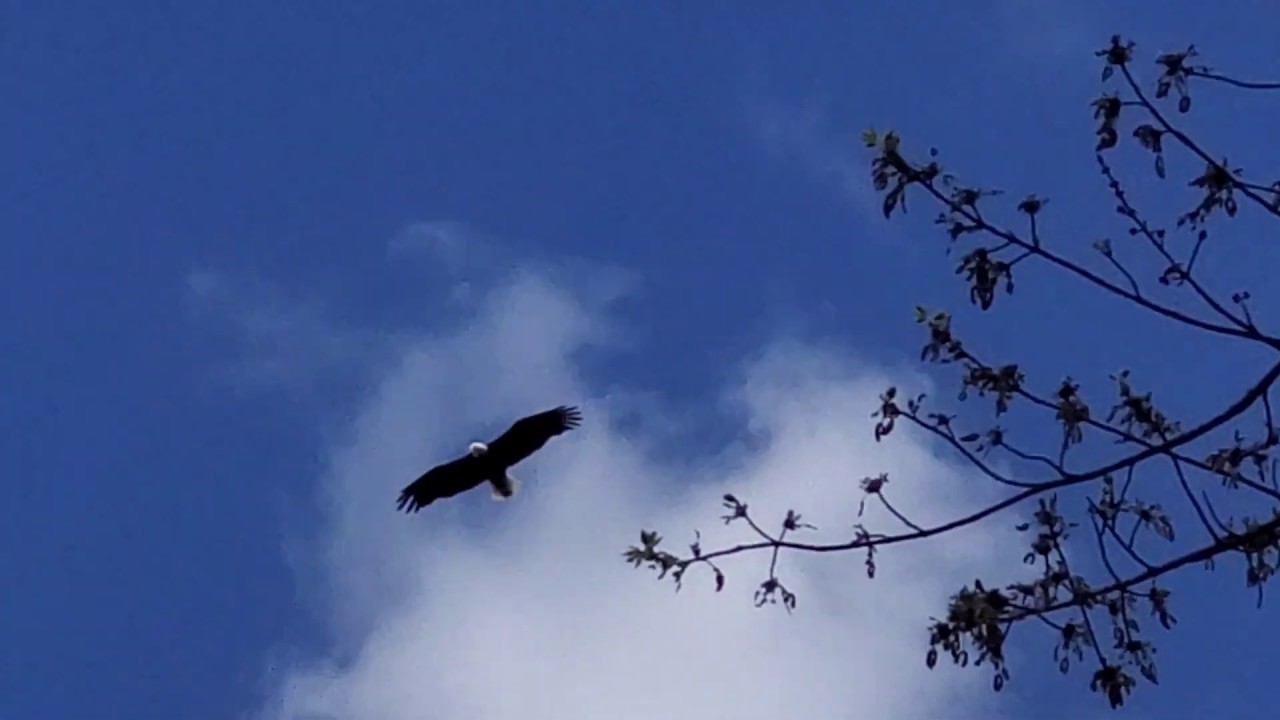 Bald Eagles Flying Over My House - YouTube