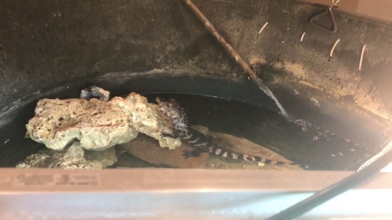 Dwarf caiman care/feeding - YouTube