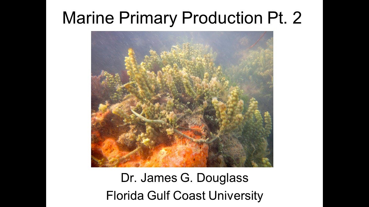 Marine Ecology Lecture: Primary Production Pt. 2 - YouTube