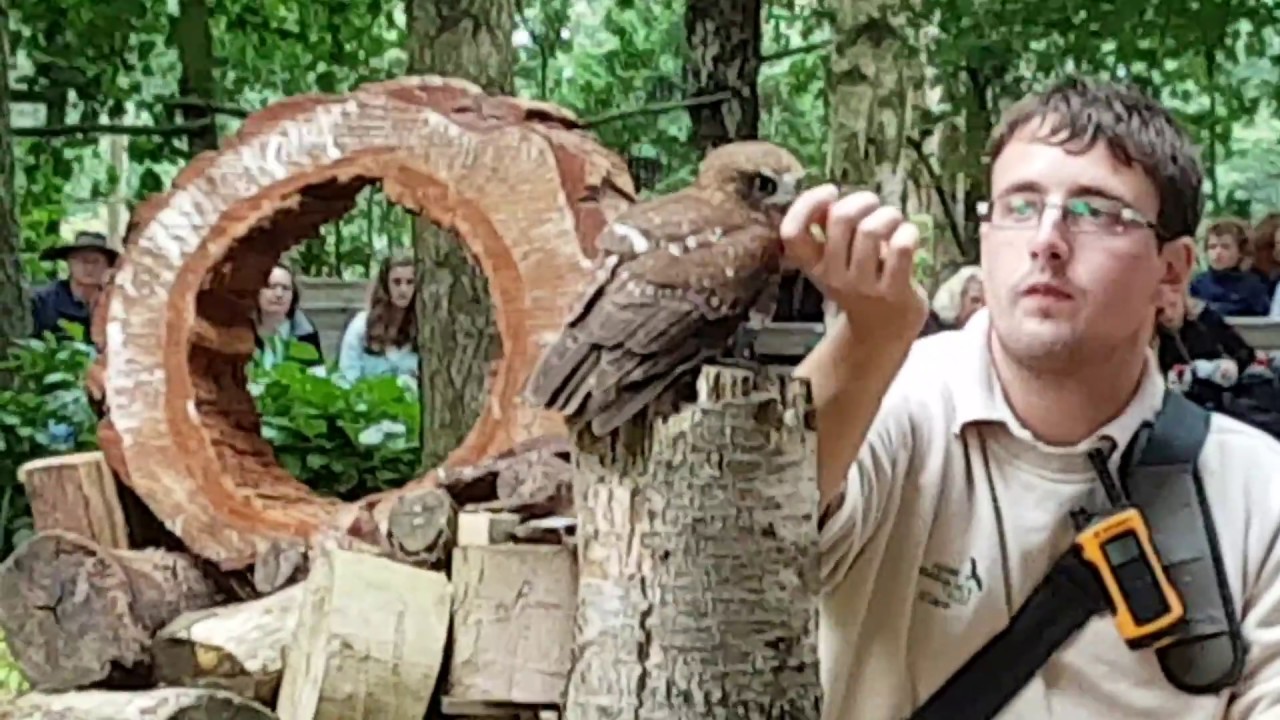Stunt Owls at The Hawk Conservancy Trust Andover - YouTube