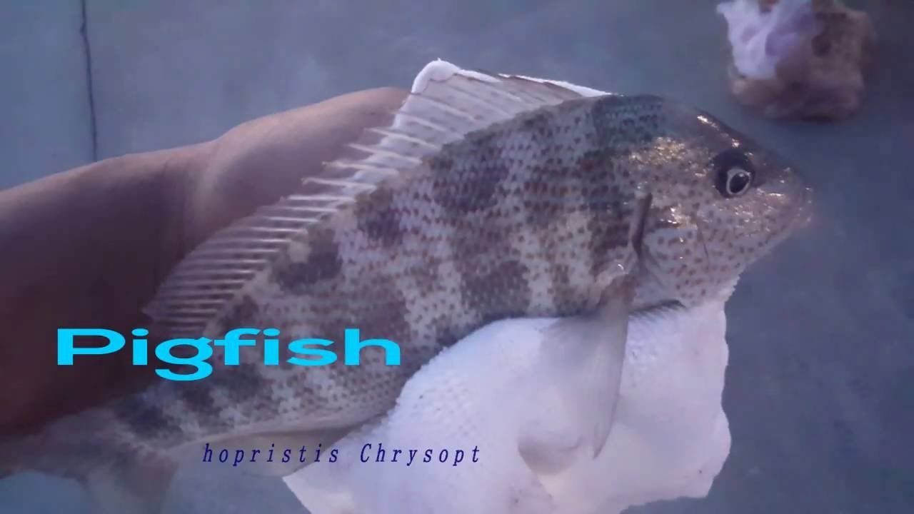 Amazing Pigfish really sounds like a pig - YouTube