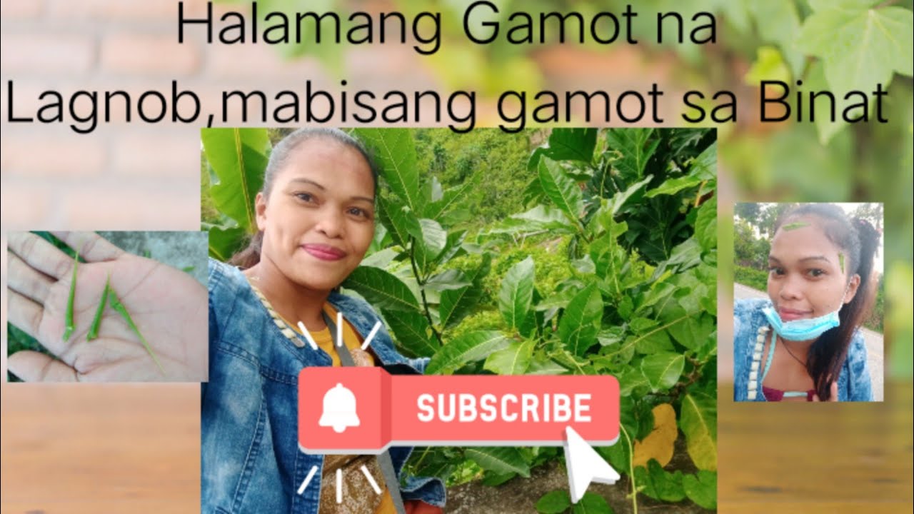 Halamang Gamot na Lagnob,nakaka gamot ng Binat #gamotsabinat # ...