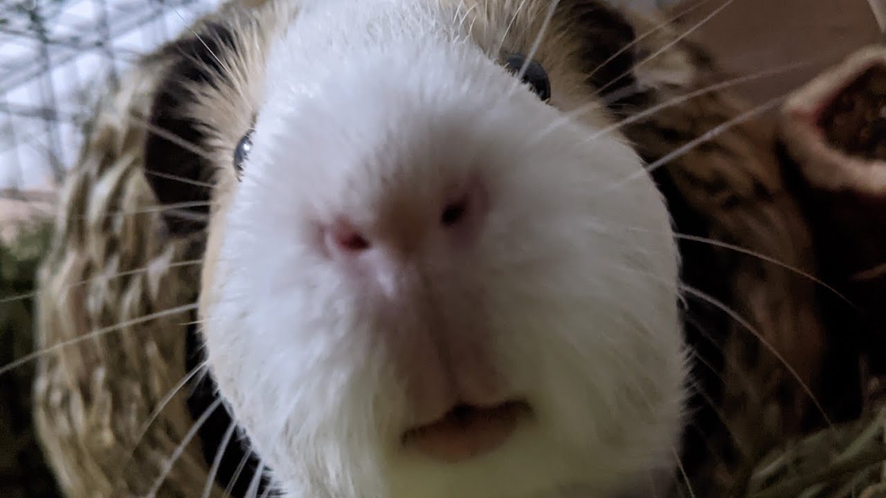 Peanut! The Guinea Pig! - YouTube