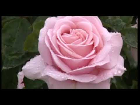 Rahmi Bahadır - Beje Dostemin 