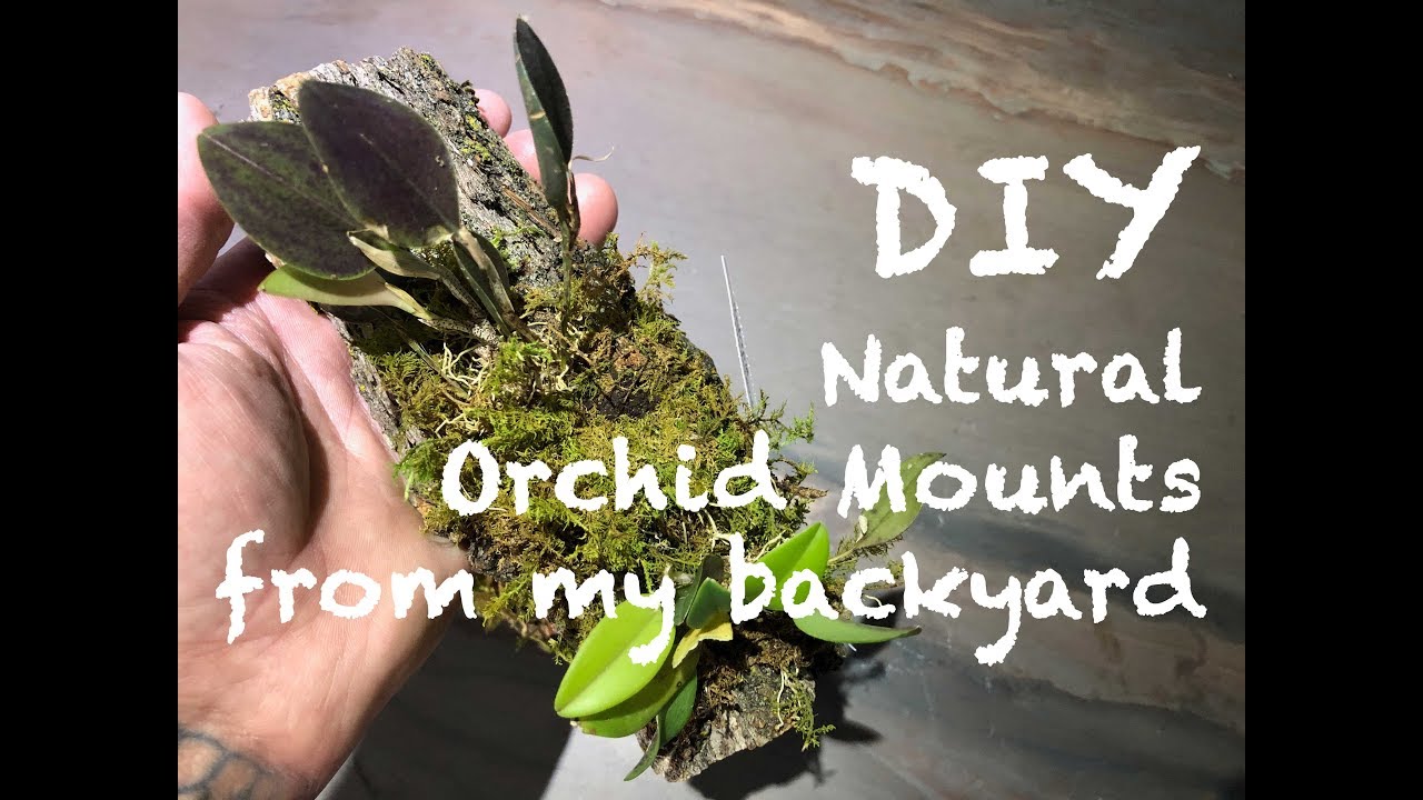 DIY Orchid Mounts from my backyard - YouTube