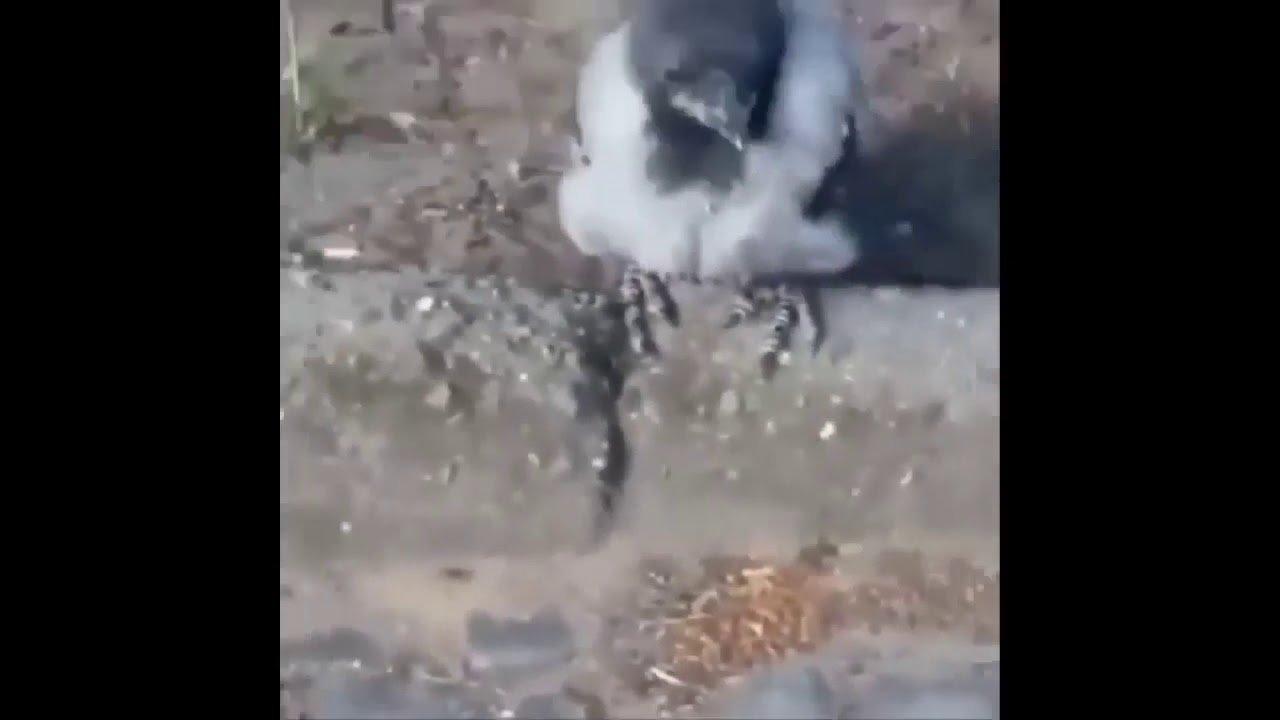 hi bird meme - YouTube