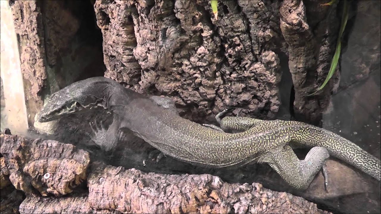 Dreifarb Waran (Varanus yuwonoi) - Tri-coloured monitor - Haus des ...