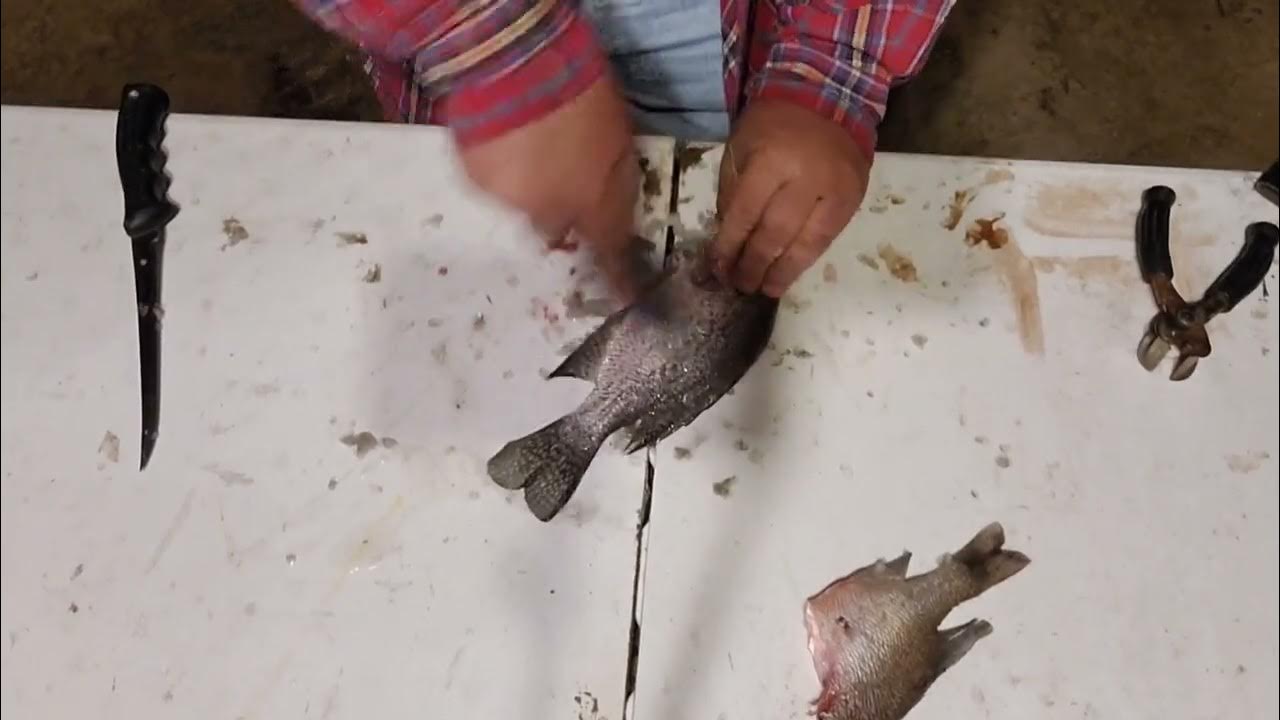 HOW TO CLEAN CRAPPIE AND BLUE GILL Link In Description To What I Use how-to-clean-crappie-and-blue-gill-link-in-description-to-what-i-use