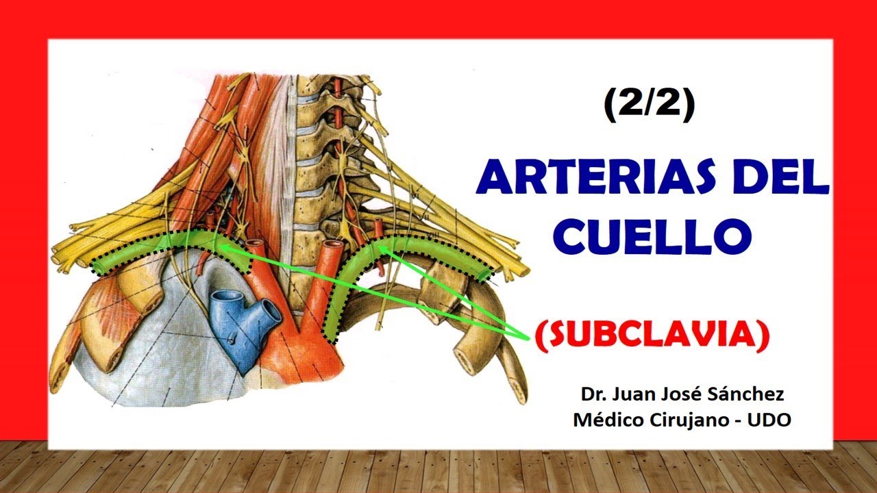 🥇 ARTERIA SUBCLAVIA Y SUS RAMAS, ¡Fácil y Sencillo! - YouTube