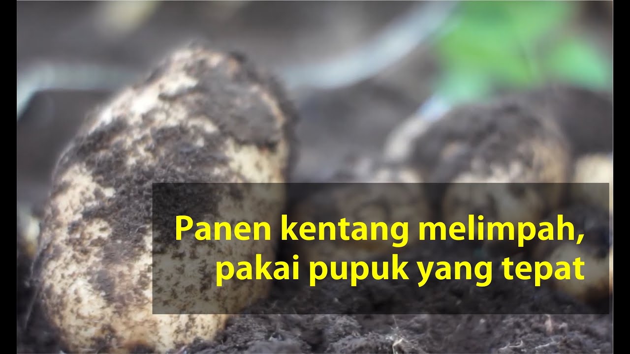 Cara Panen Kentang Melimpah | AgroInfo - YouTube
