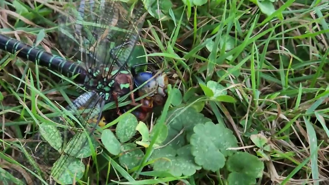 Killer Hornet and Dragonfly Fight!!! EPIC ENDING - YouTube