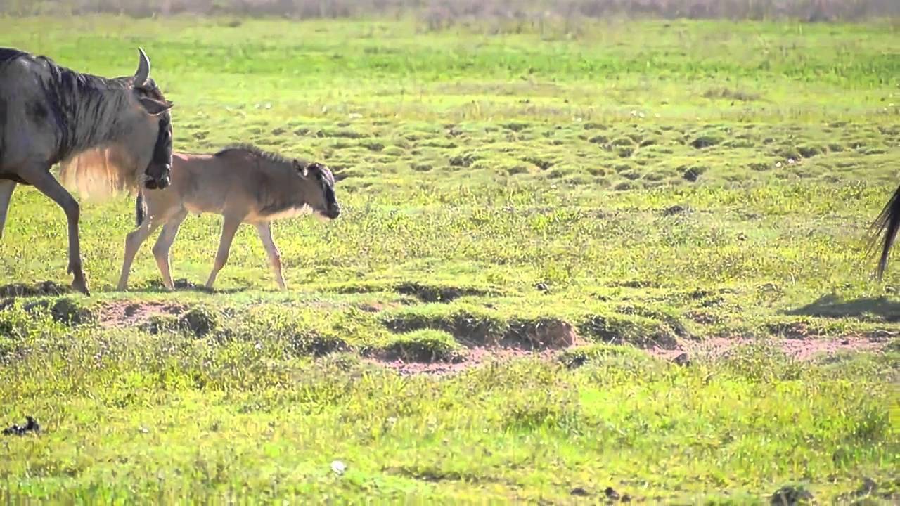 Wildebeest & Zebra Migration - Lake Ndutu Ngorongoro Tanzania - YouTube