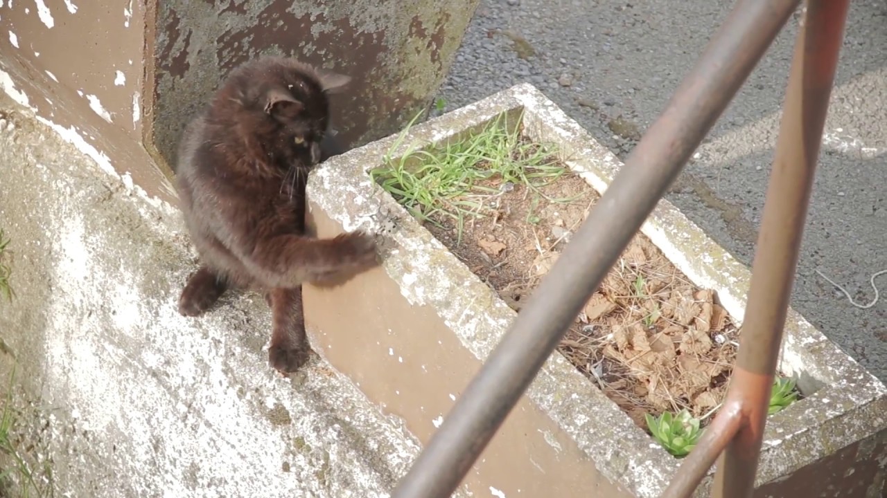 Cat is playing with bug for 7 minutes! - YouTube