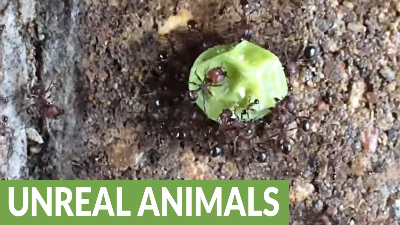 Ant colony shows impressive teamwork by moving pea - YouTube