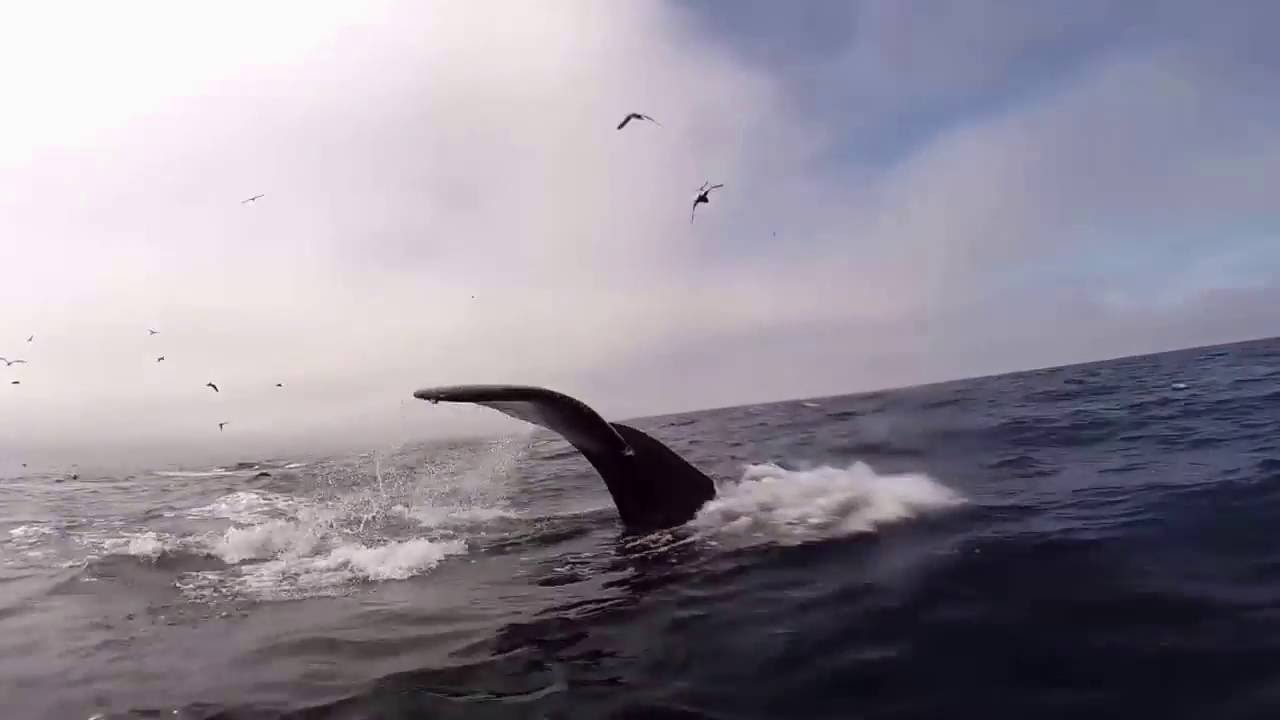 Morro Bay Whale Shot Underwater from an SUP The Paddleboard Company ...