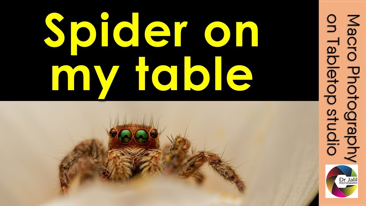 Spider on my table- macro photography tutorial - YouTube
